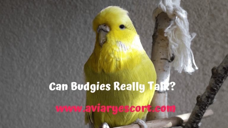 How to Train a Parakeet to Talk? - Featherland Bird Cage