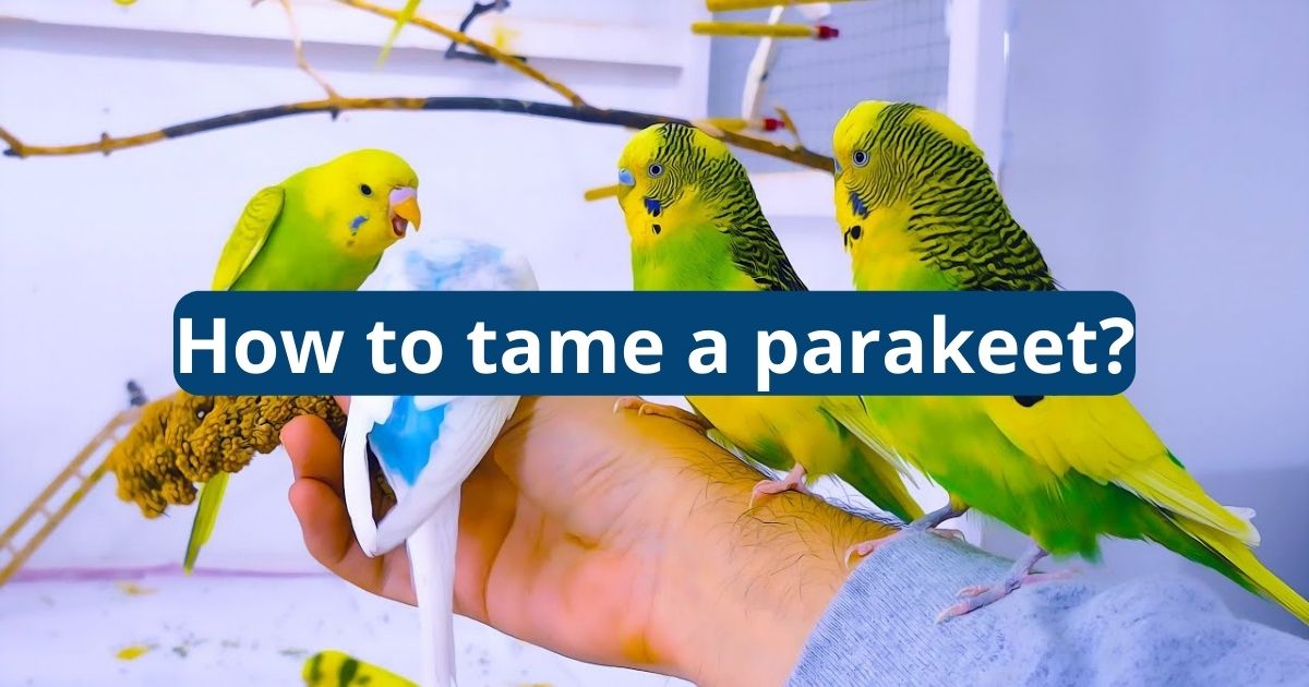 How to Tame a Parakeet? - Featherland Bird Cage