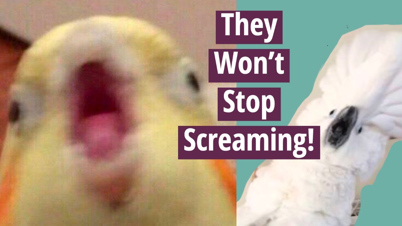 Why My Cockatiel Won't Stop Screaming - Featherland Bird Cage