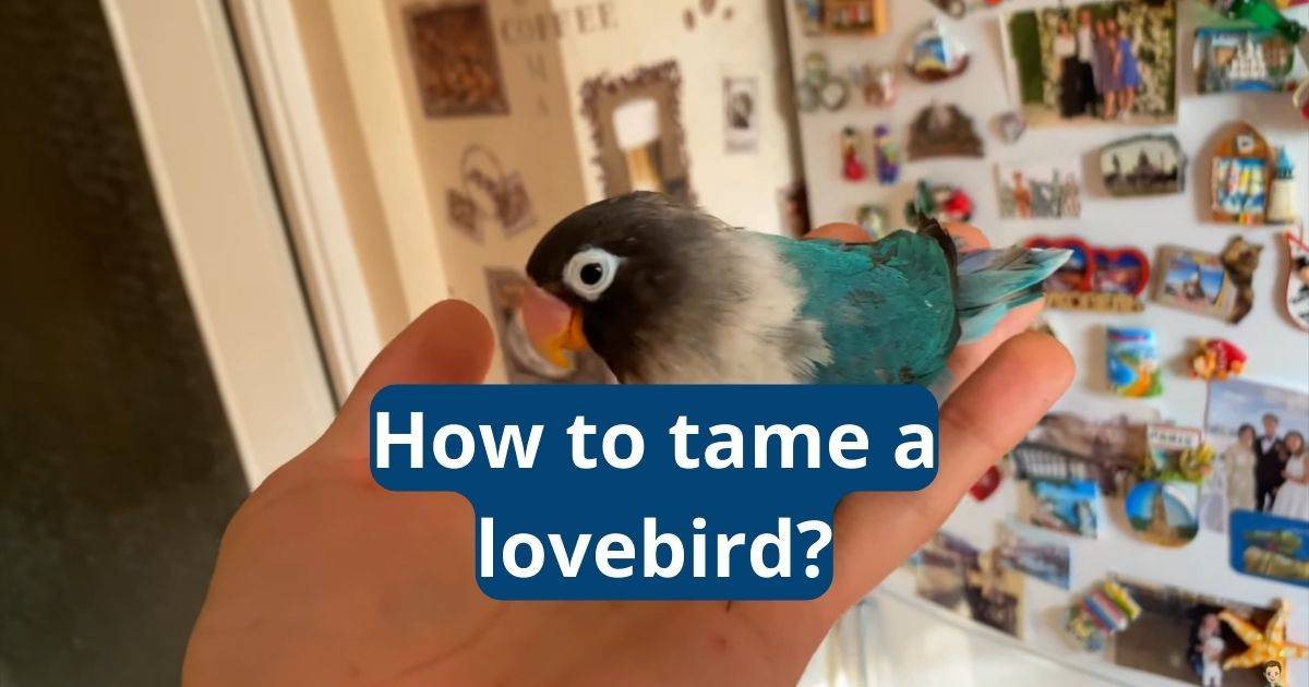 How to Tame a Lovebird? - Featherland Bird Cage