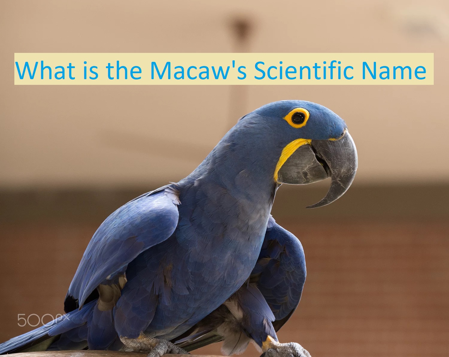 What is the Macaw's Scientific Name? - Featherland Bird Cage