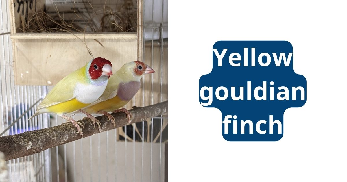 Yellow Gouldian Finch Genetics - Featherland Bird Cage