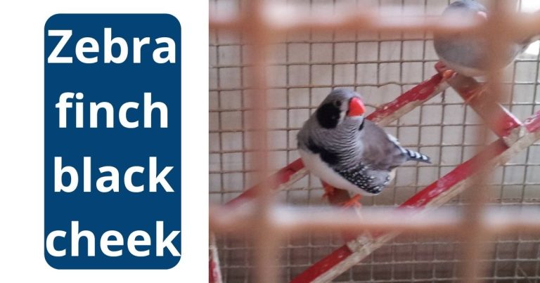 Zebra Finch black cheek (Zebra Finch Mutations) - Featherland Bird Cage