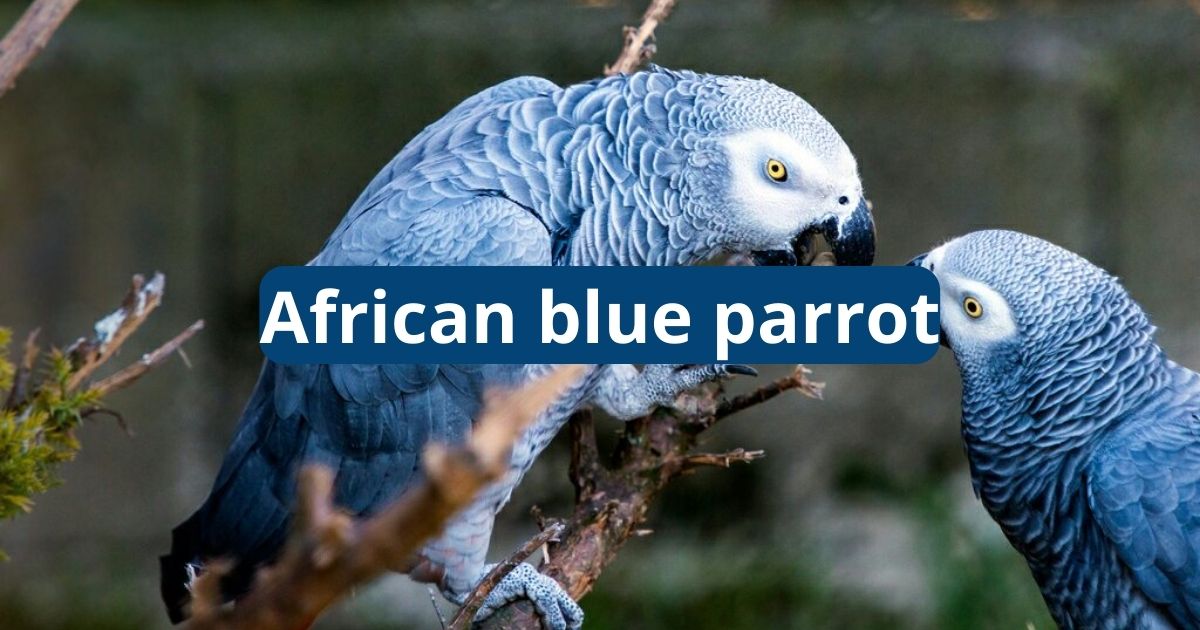 African Blue Parrot - Featherland Bird Cage