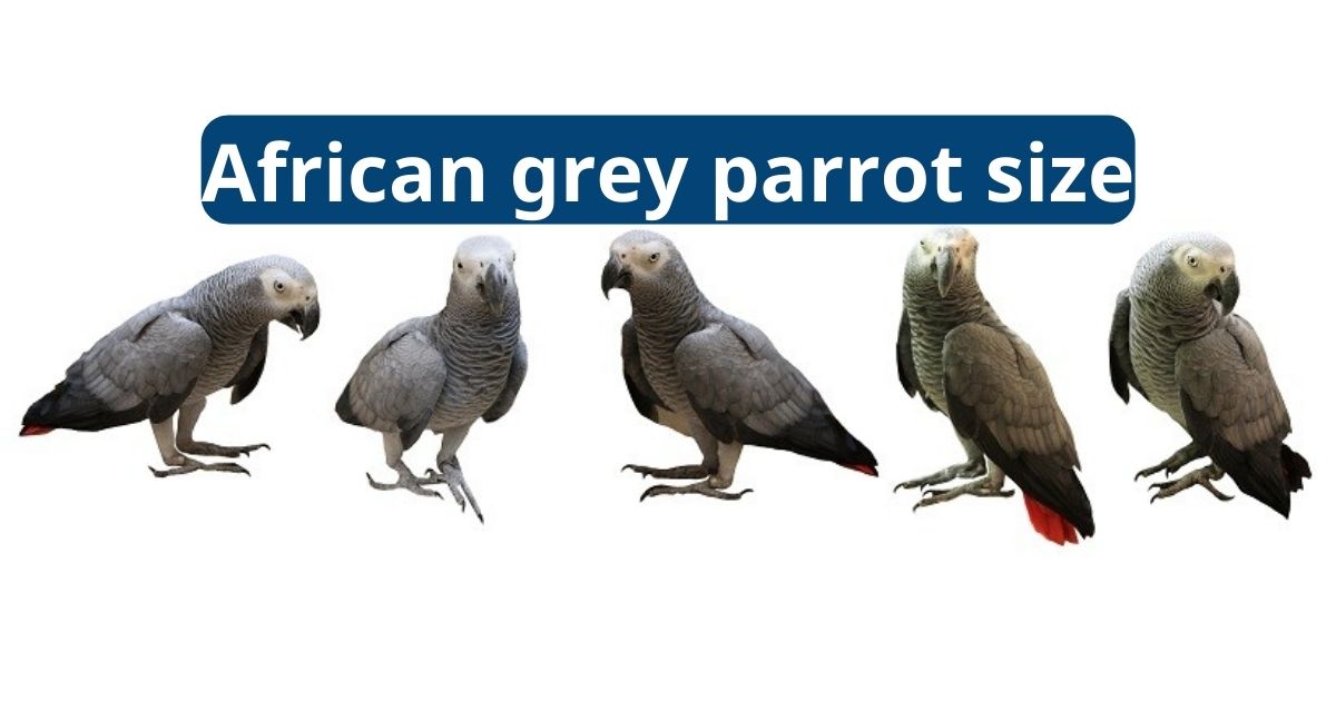 African Grey Parrot Size - Featherland Bird Cage