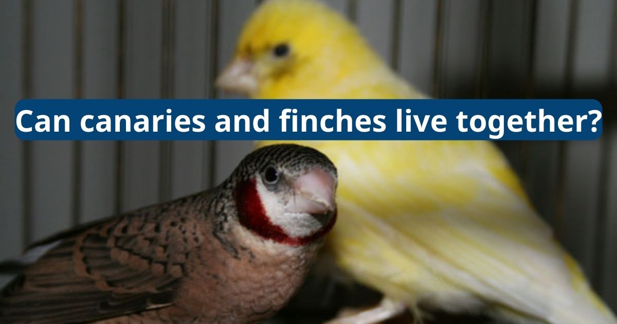 Can Canaries and Finches Live Together in a Cage? - Featherland Bird Cage
