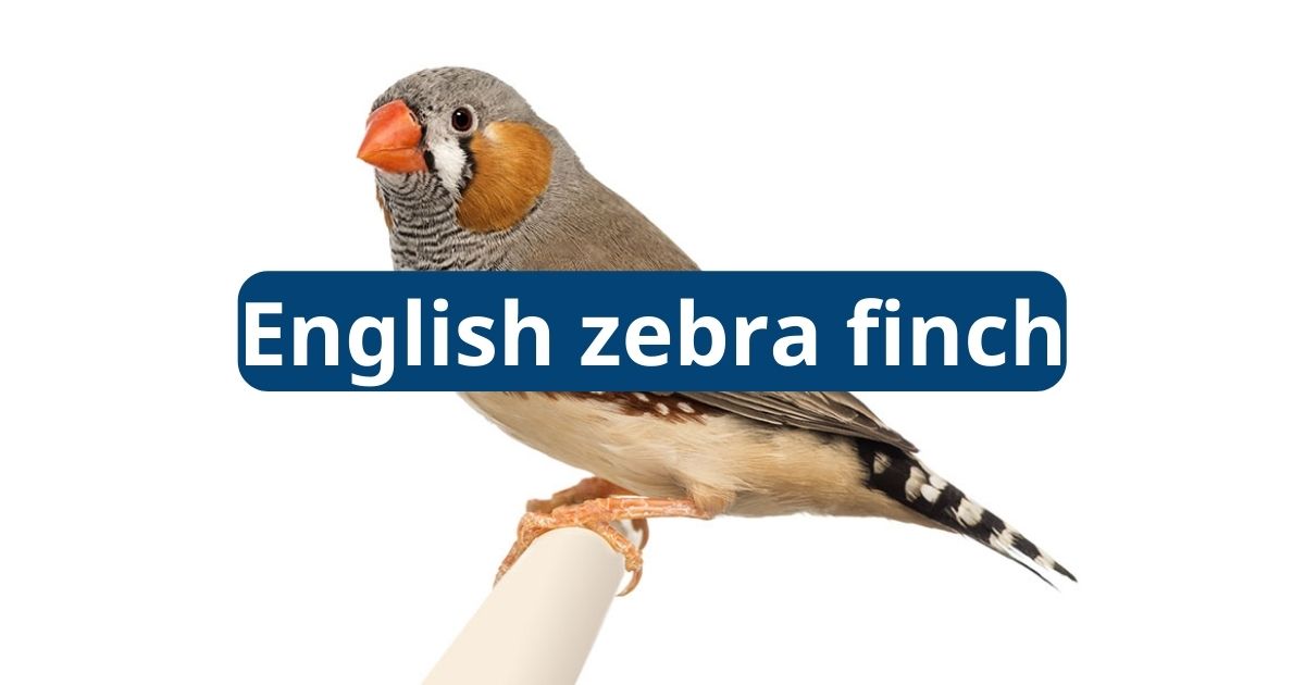 English Zebra Finch - Featherland Bird Cage