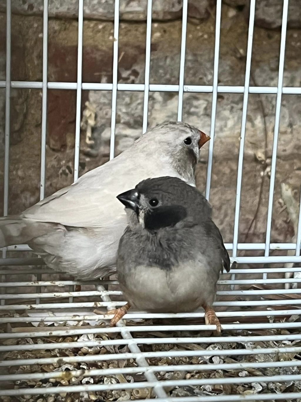 Zebra Finch black cheek (Zebra Finch Mutations) - Featherland Bird Cage