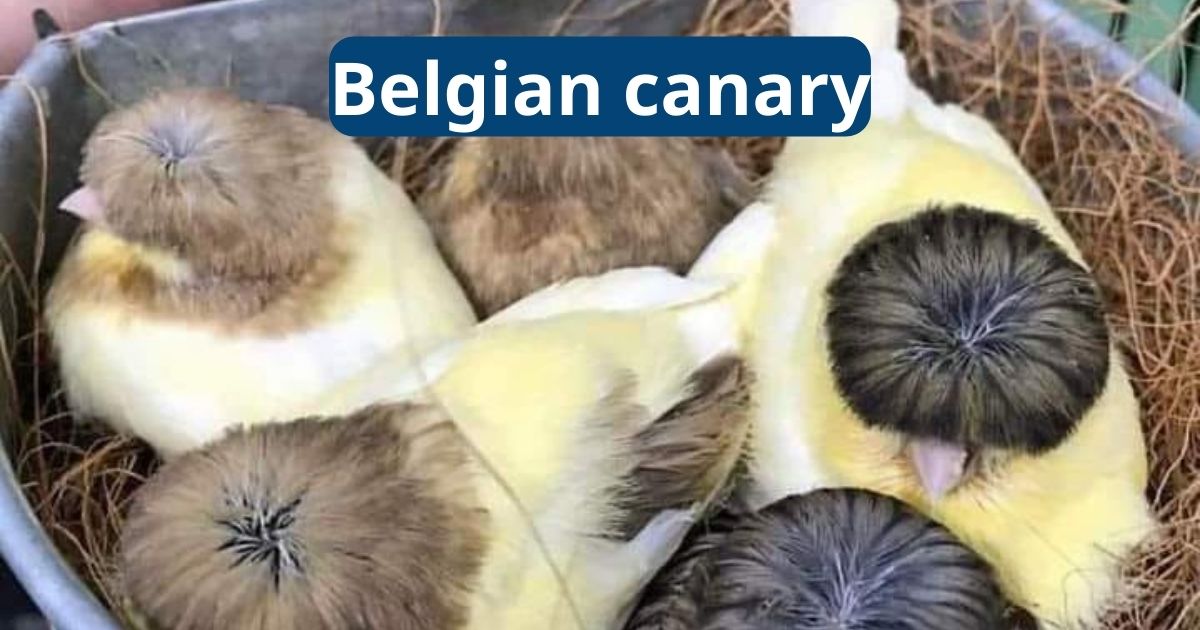 Belgian Canary - Featherland Bird Cage