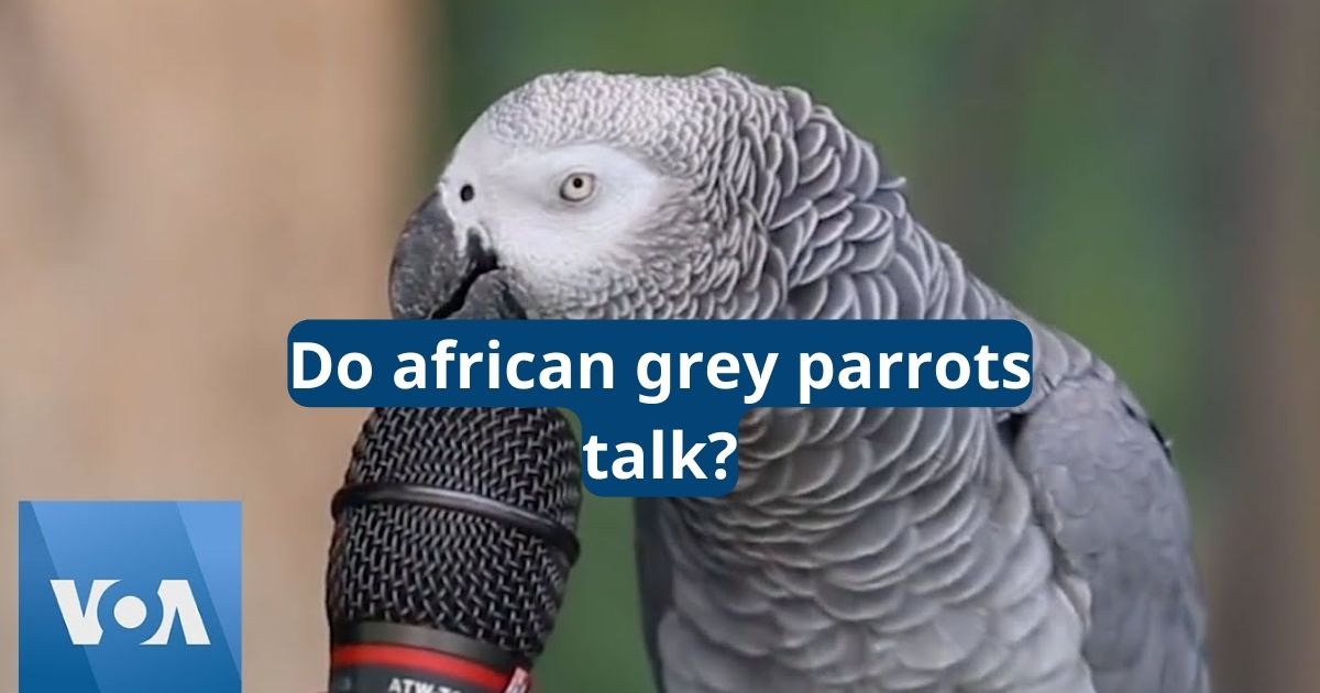 How Do African Grey Parrots Talk? - Featherland Bird Cage