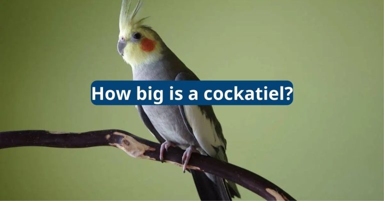 How Big is a Cockatiel? - Featherland Bird Cage