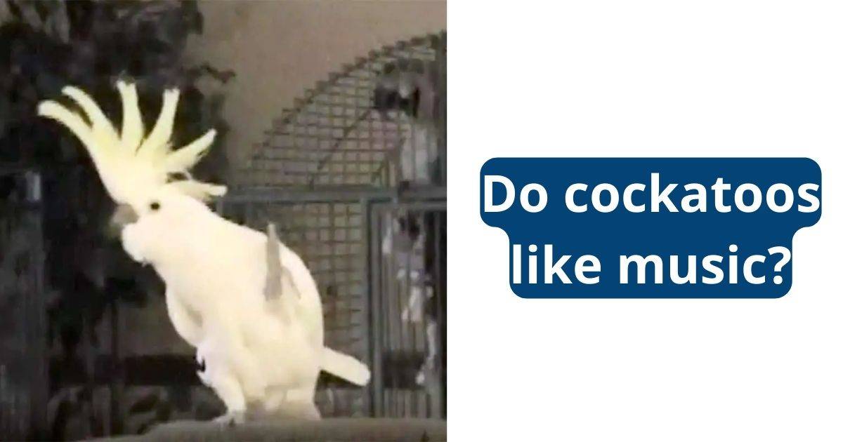 Why Do Cockatoos Like Music? - Featherland Bird Cage