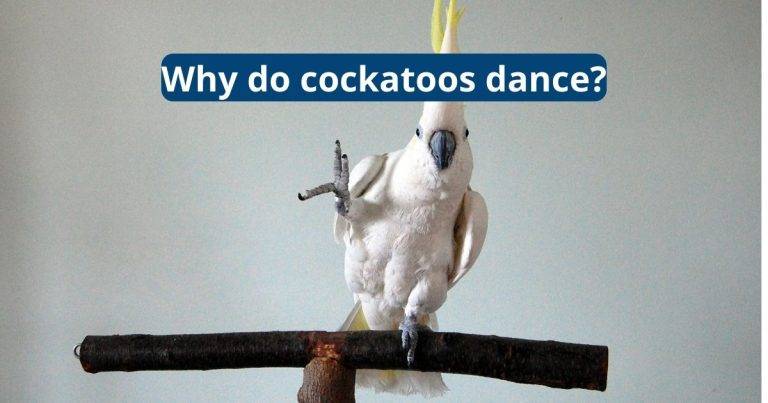 Why Do Cockatoos Dance? - Featherland Bird Cage